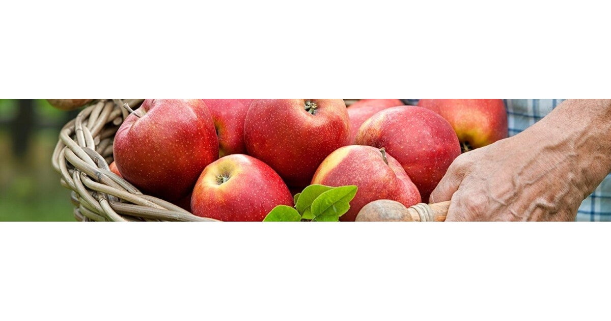 Discover All Nestle and Wyeth Baby Milk and Food Products | ParenTeam